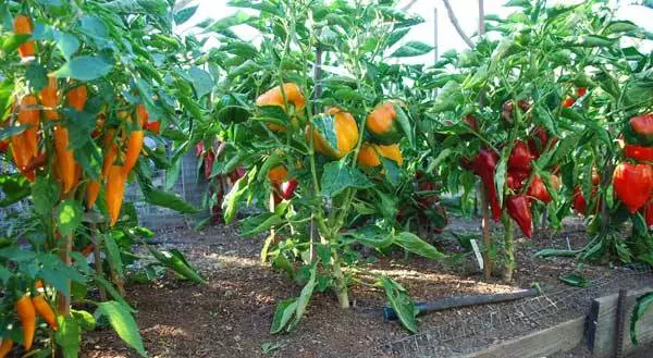 Harvest fariëteiten fan glêstúnboupeppers 12434_2