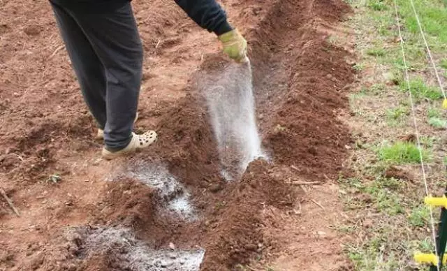 Déi bescht Varietéit vu Paprika fir Mëtt Russland 12438_5