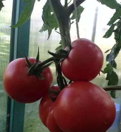 Tomate Major: iritziak, argazkiak, etekina 12451_4