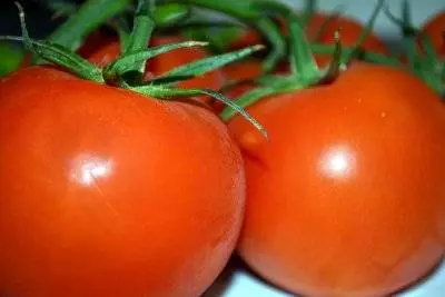 Tomate Major: iritziak, argazkiak, etekina 12451_5