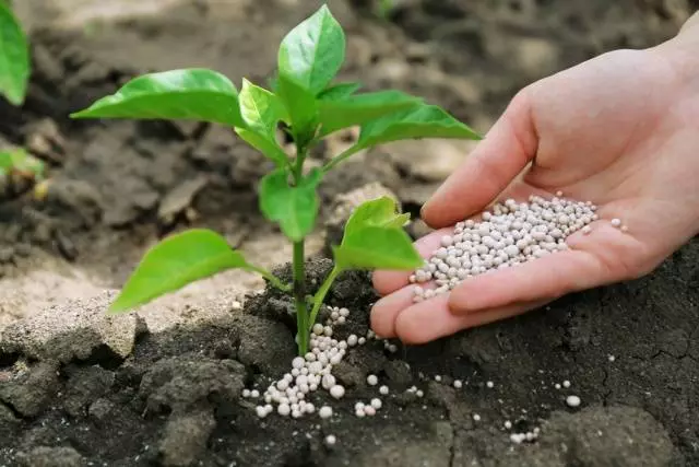 Fertilizer urea - application in the garden 12454_7