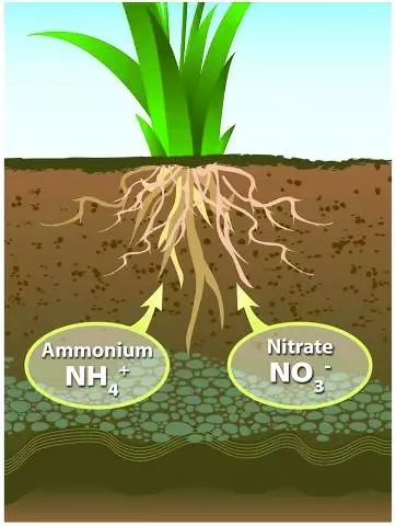 Mbolea urea - matumizi katika bustani 12454_9