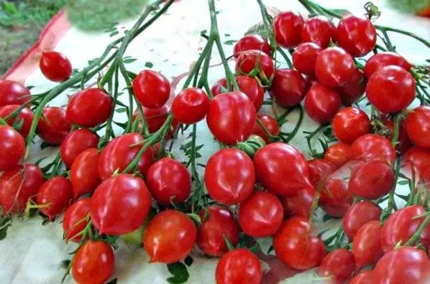 Tomato Geranium Kiss: popis, fotografie, recenze 12465_1