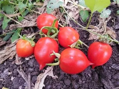 Tomato Geranium Kiss: Beschreibung, Foto, Bewertungen 12465_11