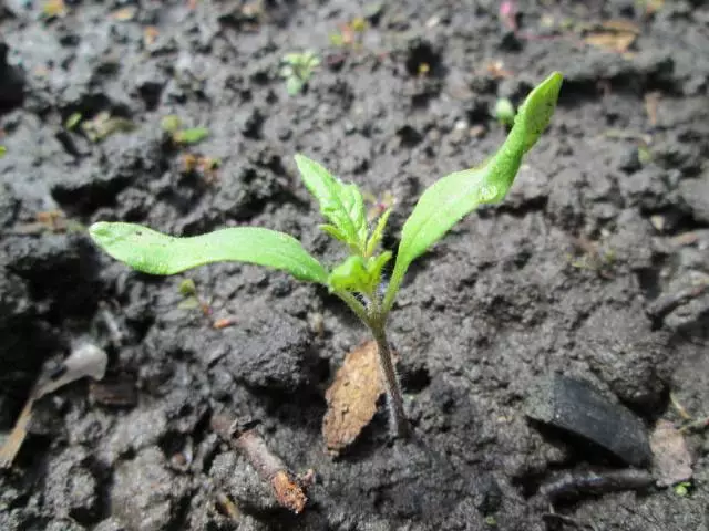 Tomato Geranium Kiss: popis, fotografie, recenze 12465_5