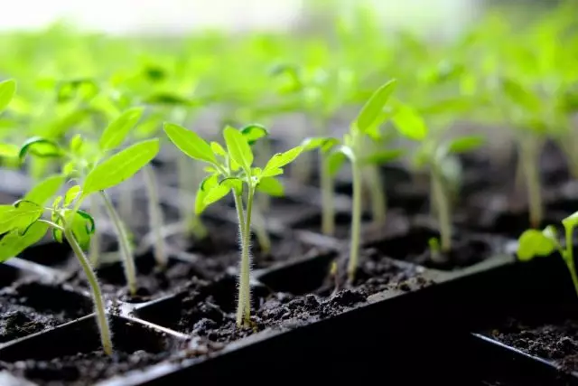 Tomato Alpha: verskeidenheid beskrywing, foto's, resensies 12474_2