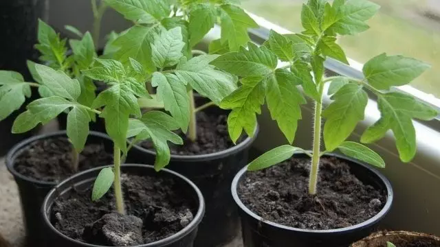 Tomato Gourmand: litšobotsi le ulasan pelanggan, lifoto, ka lihlahisoa 12475_4