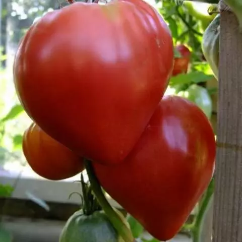 Tomato Volovye Heart: taybetmendî û danasîna cûrbecûr 12479_1