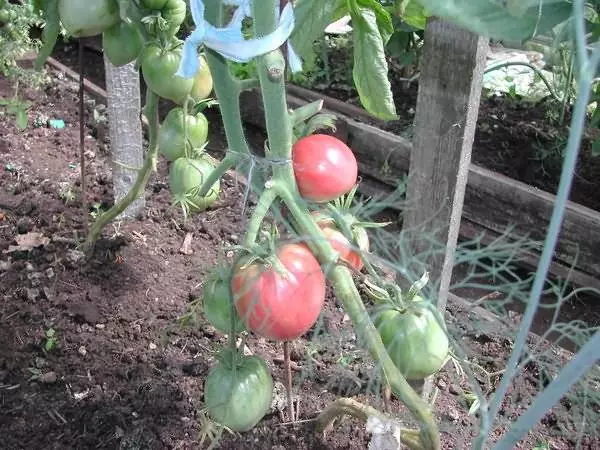 Tomato Volovye Heart: mga kinaiya ug paghulagway sa lainlaing mga 12479_10