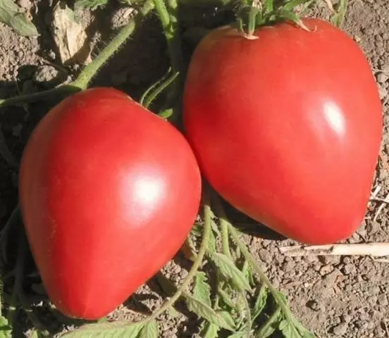 Tomato Volovye Obi: njirimara na nkọwa nke ụdị dị iche iche 12479_3