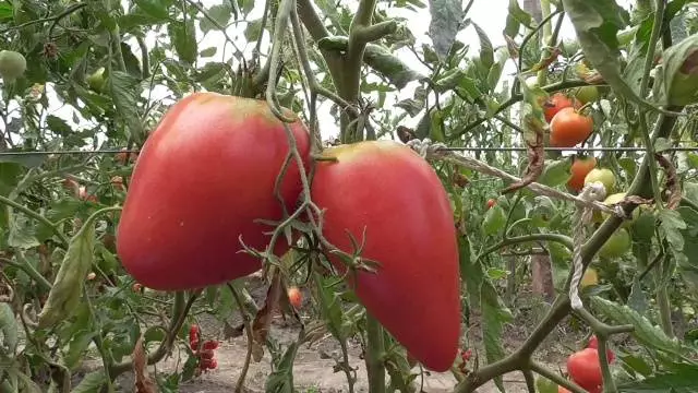 Tomato Volovye Heart: mga kinaiya ug paghulagway sa lainlaing mga 12479_4