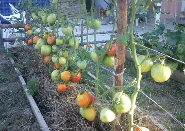 Tomato Volovye Heart: taybetmendî û danasîna cûrbecûr 12479_6