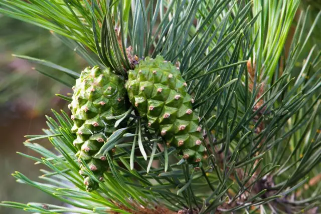 Pine cones: marka la goosto, faa'iidooyinka, cuntada dadka, adeegso 1247_1