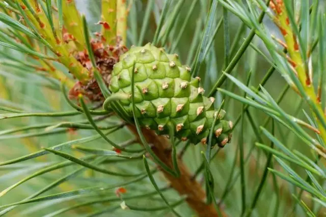 Pine cones: marka la goosto, faa'iidooyinka, cuntada dadka, adeegso 1247_2