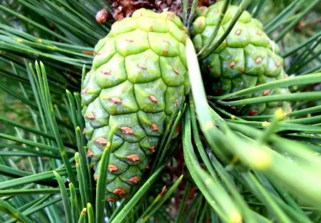 Pine cones: marka la goosto, faa'iidooyinka, cuntada dadka, adeegso 1247_3