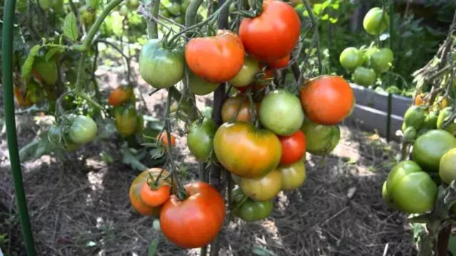 Tomato Dubrava: sifooyinka iyo sharaxaadda kala duwan 12480_1