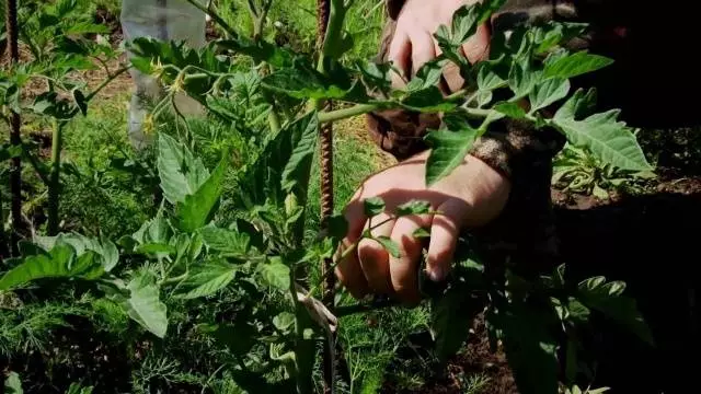 Tomato Dubrava: vlastnosti a popis odrůdy 12480_10