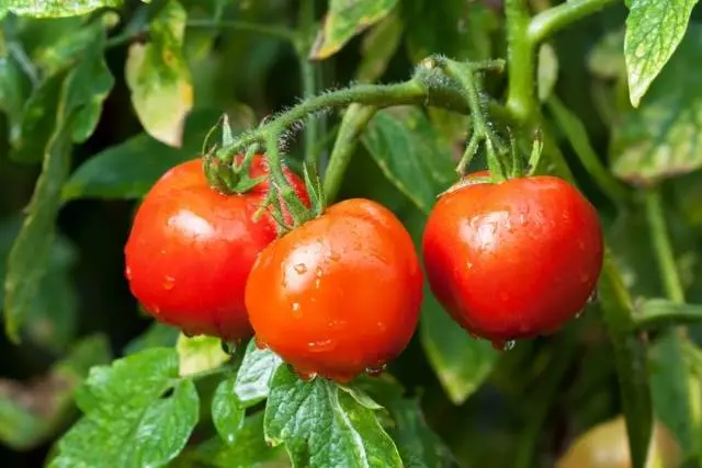 Tomato Dubrava: vlastnosti a popis odrůdy 12480_12