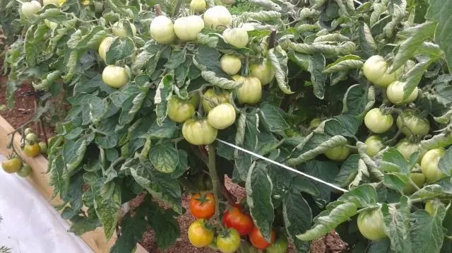 Tomato Dubrava: sifooyinka iyo sharaxaadda kala duwan 12480_2