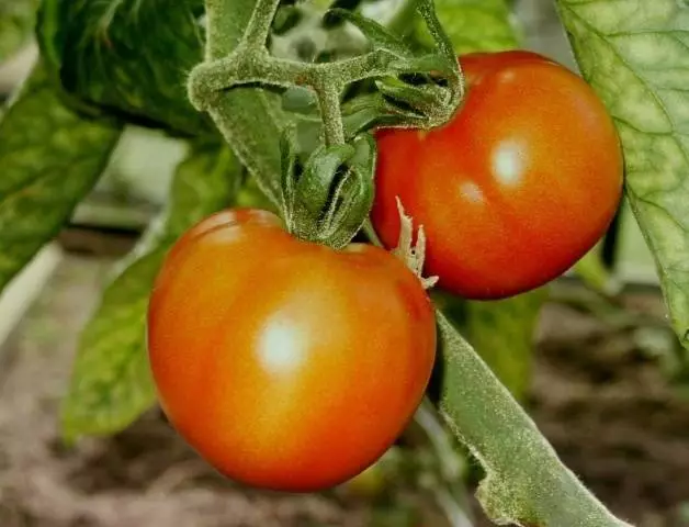 Tomato Dubrava: sifooyinka iyo sharaxaadda kala duwan 12480_5