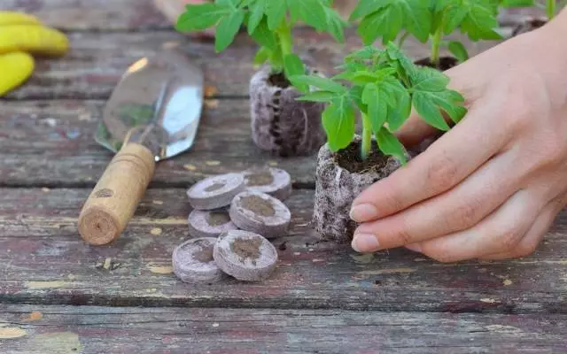 Լոլիկ Դուբրավա. Սորտի բնութագրերը և նկարագրությունը 12480_8