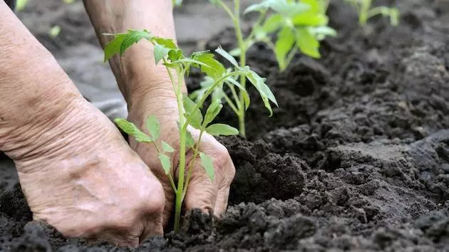 Tomato Dubrava: vlastnosti a popis odrůdy 12480_9