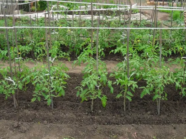 Tomate Duquesa do gusto F1: características e descrición da variedade, comentarios, fotos, rendemento 12482_10