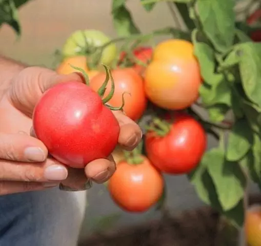 Տոմատի դքսուհի F1 համով. Սորտի բնութագրերը և նկարագրությունը, ակնարկներ, լուսանկարներ, բերքատվություն 12482_4