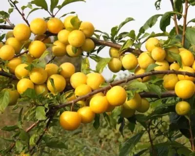 Plum (ချယ်ရီပန်းသီး) လက်ဆောင်: မျိုးစုံဖော်ပြချက်၊ ဓာတ်ပုံများ၊ ပြန်လည်သုံးသပ်ခြင်း 12492_2