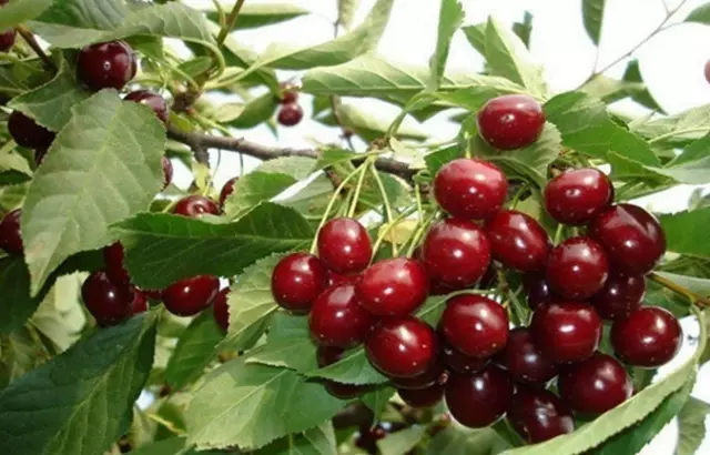 Cherry Sinyavskaya: ituaiga eseese, ata, iloiloga 12497_2