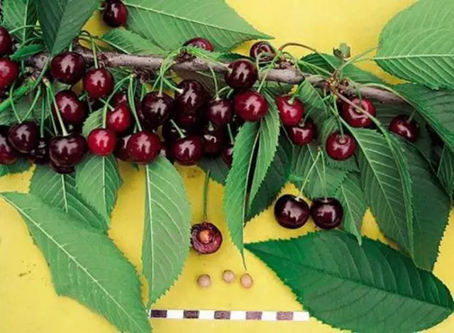 Cherry Sinyavskaya: ituaiga eseese, ata, iloiloga 12497_5