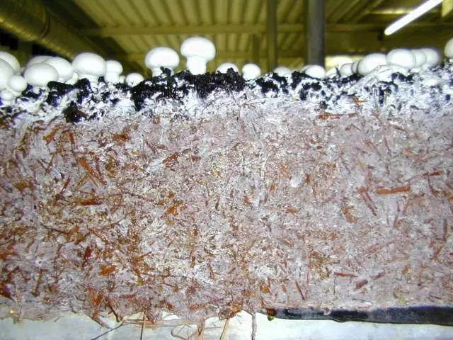 Nzira yekugadzira howa mycelium kumba 1249_2