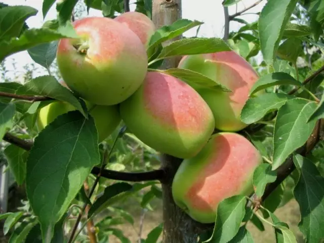 Apple tree North synap: lainlaing paghulagway, litrato, repasuha, pagtanum ug pagtipig 12509_10