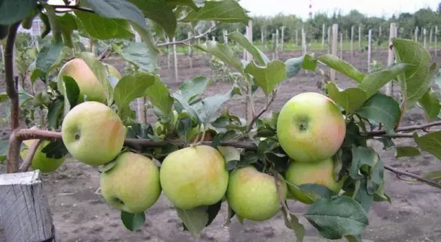 Apple tree North synap: lainlaing paghulagway, litrato, repasuha, pagtanum ug pagtipig 12509_3