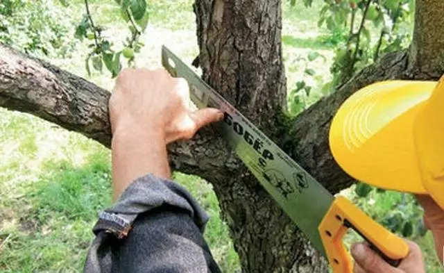 Nakakapagpasiglang pruning ng mansanas 12511_12