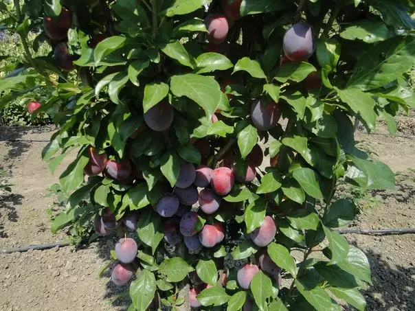 Kolumnar plum: penerangan varietas, foto, ulasan, video, kawasan tumbuh, penanaman dan perawatan, pemangkasan 12514_10