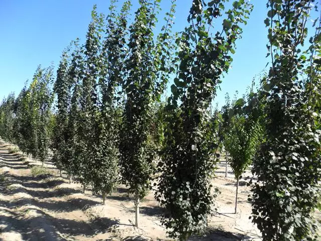 Plum columnar: paglalarawan ng mga pagkakaiba-iba, larawan, repasuhin, video, lumalaking rehiyon, pagtatanim at pangangalaga, pruning 12514_2