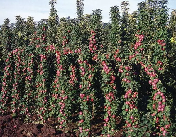 Plum columnar: paglalarawan ng mga pagkakaiba-iba, larawan, repasuhin, video, lumalaking rehiyon, pagtatanim at pangangalaga, pruning 12514_3