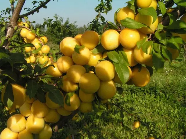 Plum columnar: paglalarawan ng mga pagkakaiba-iba, larawan, repasuhin, video, lumalaking rehiyon, pagtatanim at pangangalaga, pruning 12514_6