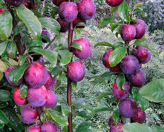 Plum columnar: paglalarawan ng mga pagkakaiba-iba, larawan, repasuhin, video, lumalaking rehiyon, pagtatanim at pangangalaga, pruning 12514_8