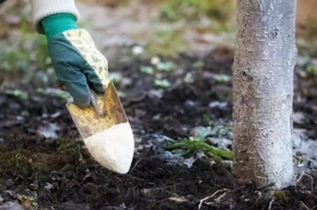 Viršutinis slyvų padažas pavasarį 12521_6