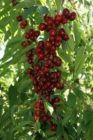 Cherry Helena: lajikekuvaus, valokuvat, arvostelut 12524_1