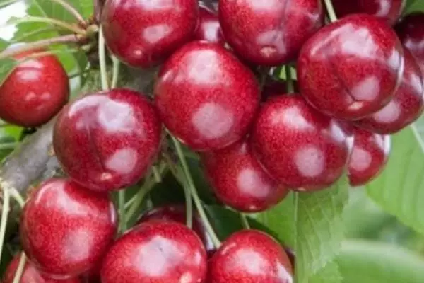 Cherry Helena: описание на сорта, снимки, рецензии 12524_2