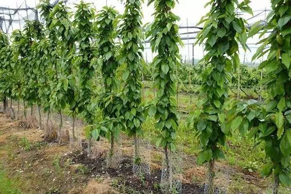 Cherry Helena: çeşitli açıklamalar, fotoğraflar, yorumlar 12524_3