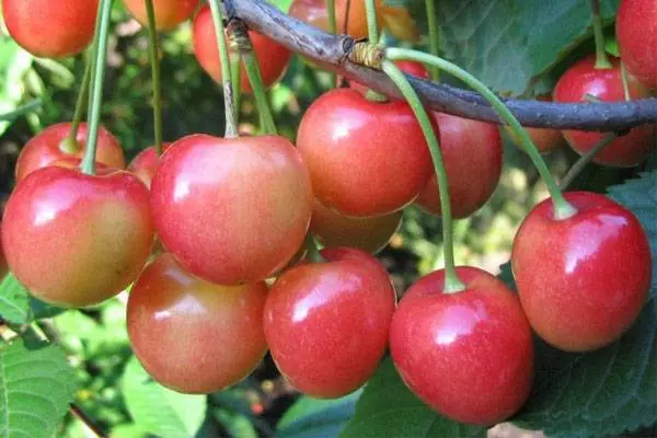 Cherry Severnaya: šķirnes apraksts, fotogrāfijas, atsauksmes 12525_1