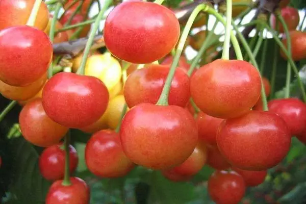 Cherry Severnaya: šķirnes apraksts, fotogrāfijas, atsauksmes 12525_2