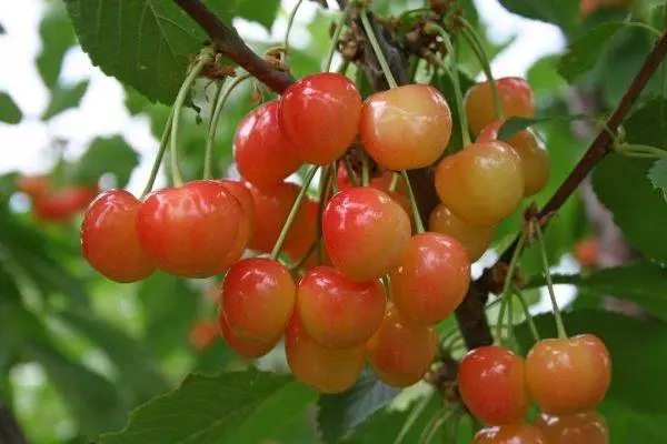 Cherry Severnaya: descripción de la variedad, fotos, críticas 12525_4