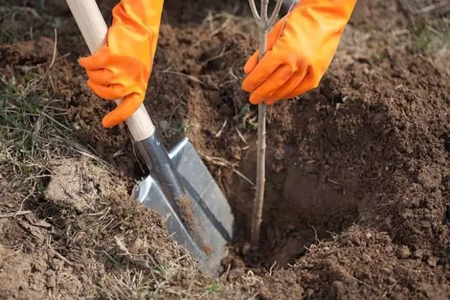 Výsadba a péče o třešně na podzim, prořezávání, krmení, bělení, úkryt třešní na zimu 12526_2