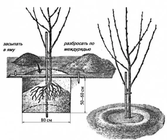 Plantado kaj prizorgado de ĉerizoj aŭtune, pritondado, manĝado, blankkalkado, ŝirmado de ĉerizoj vintre 12526_3