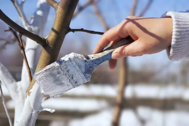 Sonbaharda kiraz dikimi ve bakımı, budama, besleme, badanalama, kış için kiraz barınma 12526_5